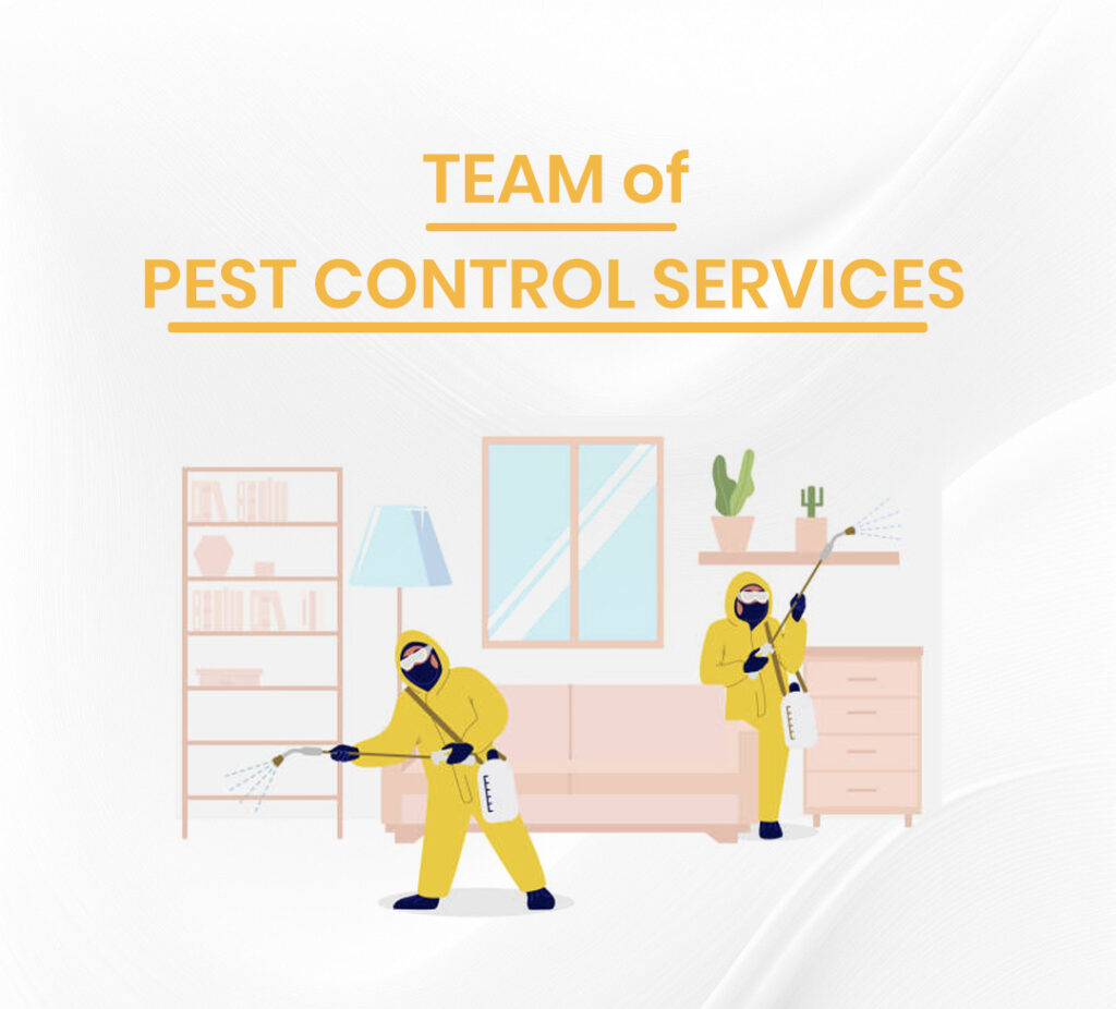 Spider Control - Pest Zap