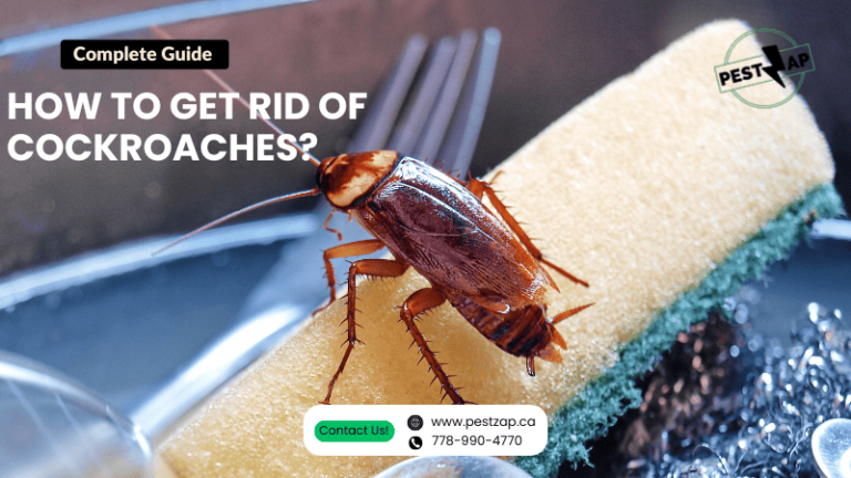 How to Get Rid of Cockroaches: A Complete Guide
